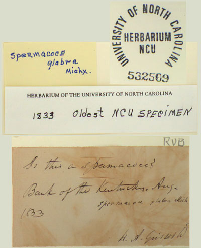 Oldest Specimen