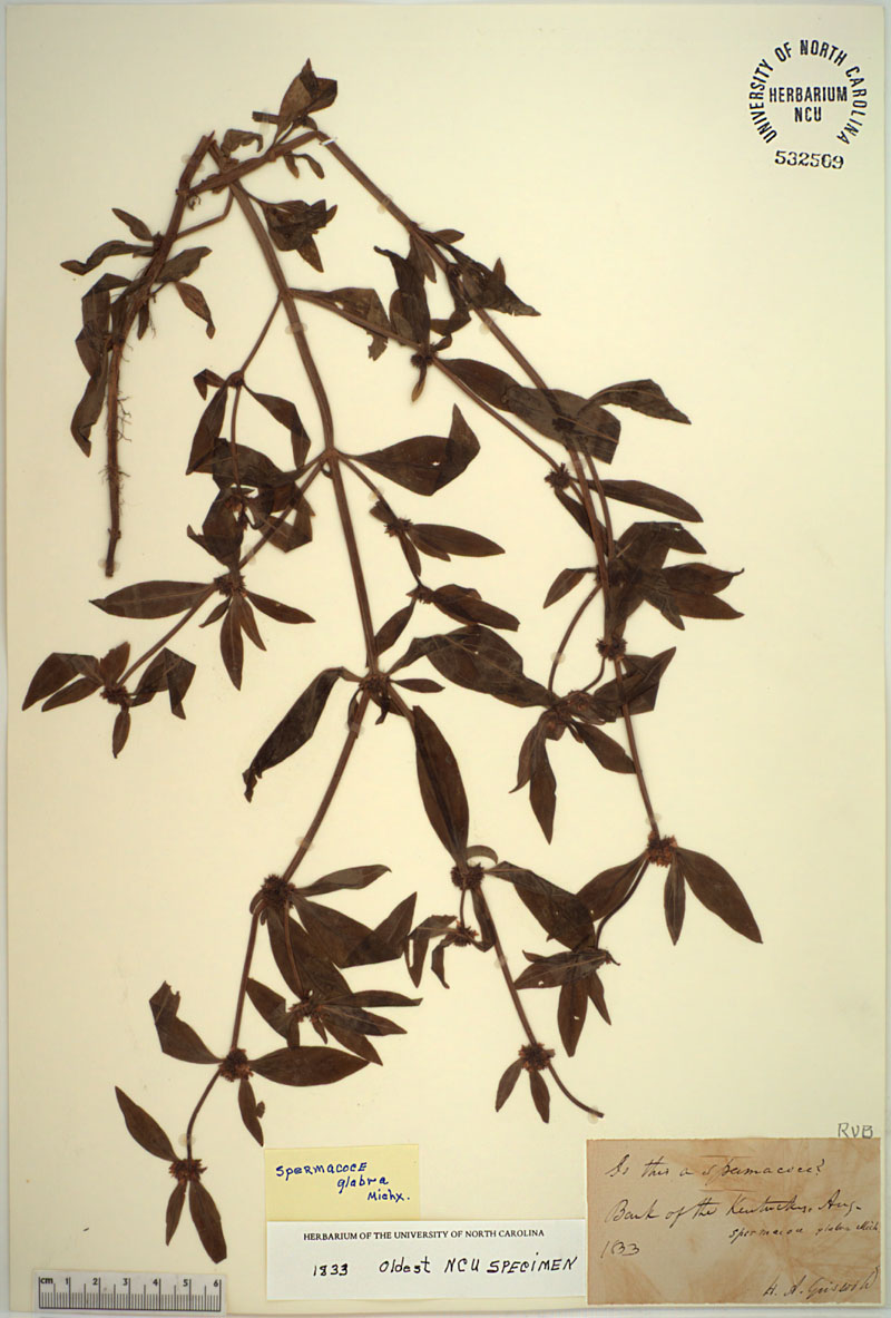 Oldest Specimen